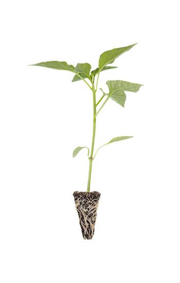 ΠΙΠΕΡΙΑ Δ150 – Kileler Plants